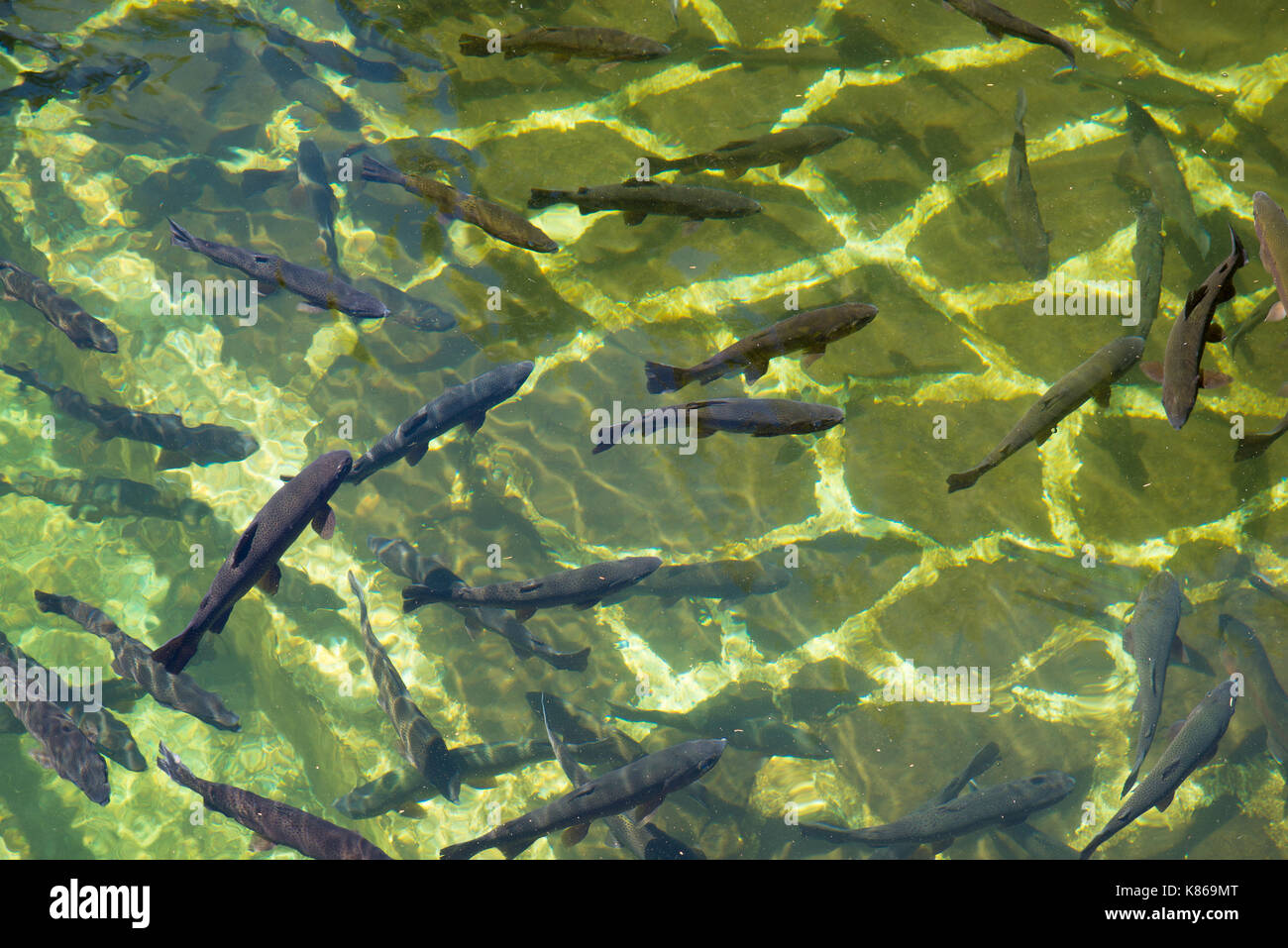 trout in a fish farm Stock Photo - Alamy