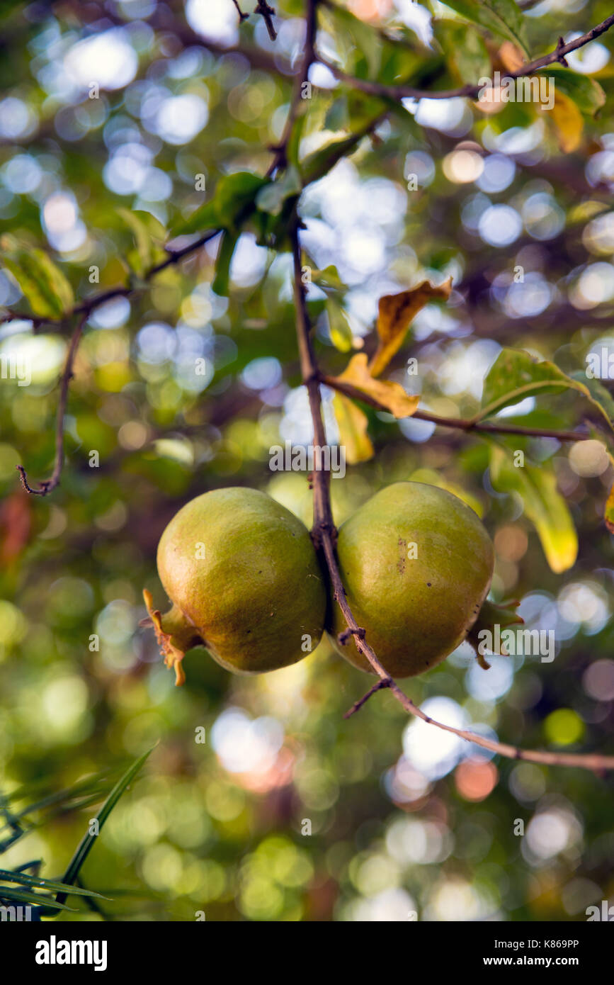 fruits in the pomegranate tree, shallow depth of field Stock Photo - Alamy