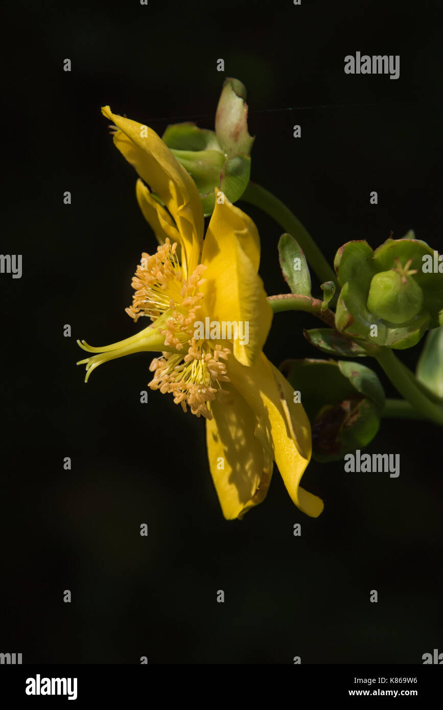 A side profile view of a single yellow hypericum flower against a black ...