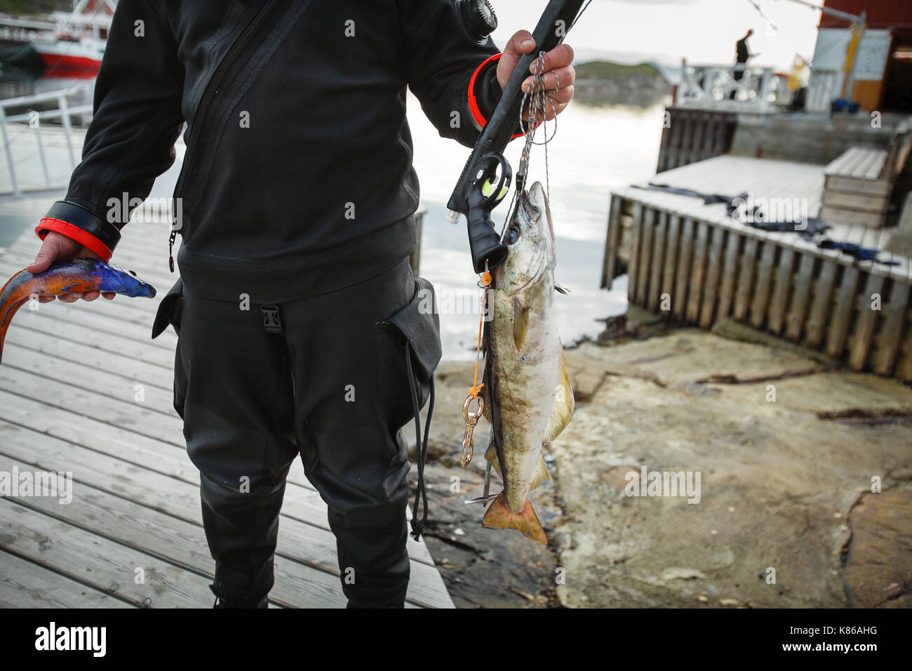 diver with Norwegian fish Stock Photo - Alamy