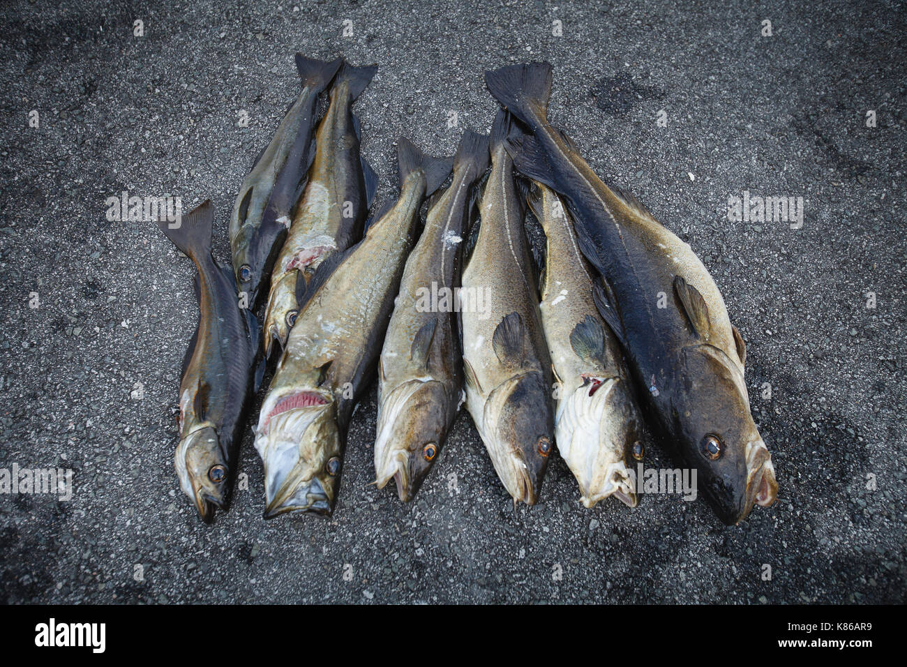 Norwegian fish hi-res stock photography and images - Alamy