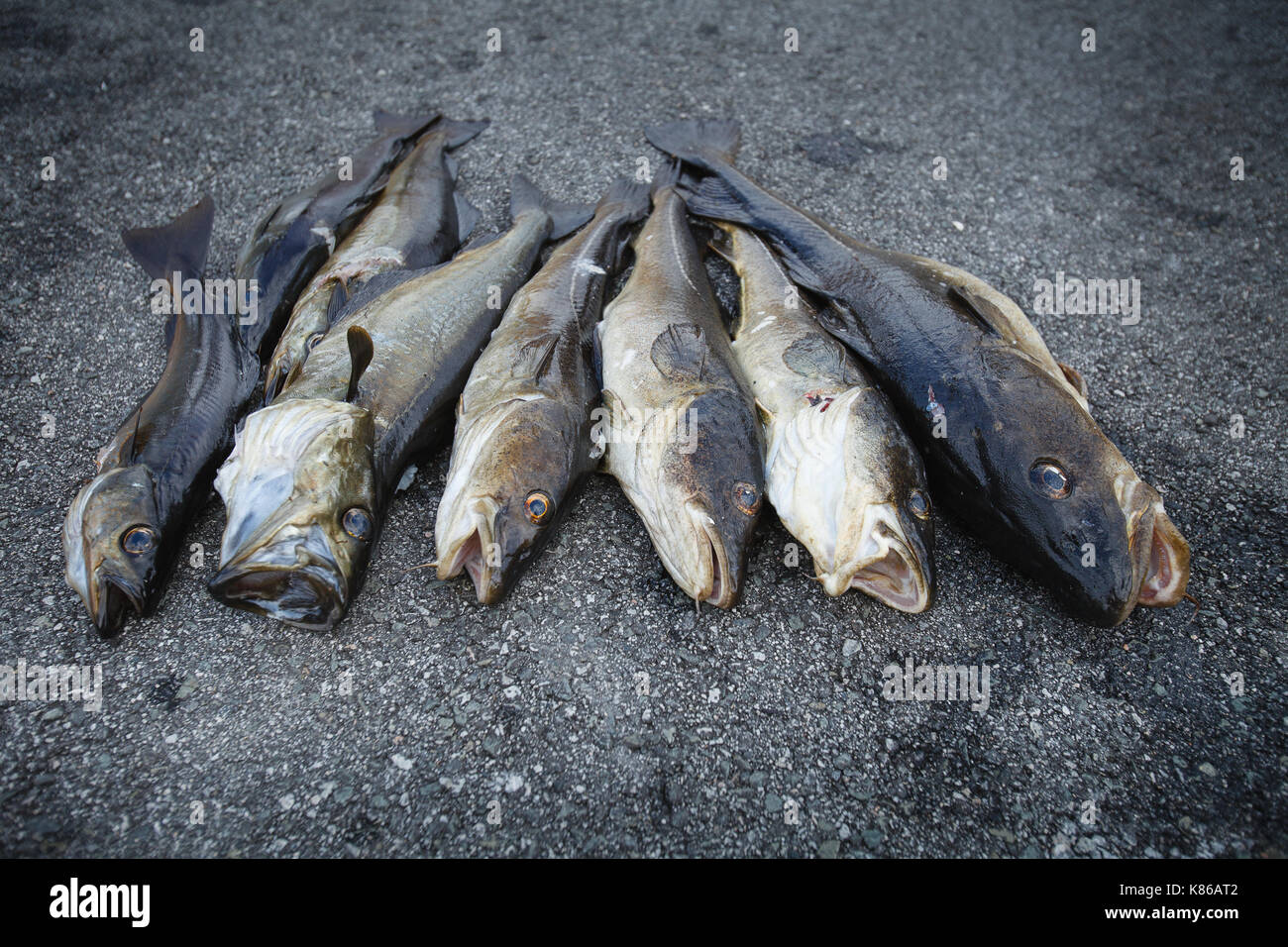 Whole pollock hi-res stock photography and images - Alamy