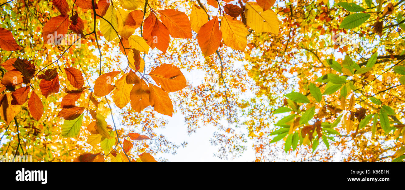 Trees looking up leaves hi-res stock photography and images - Alamy