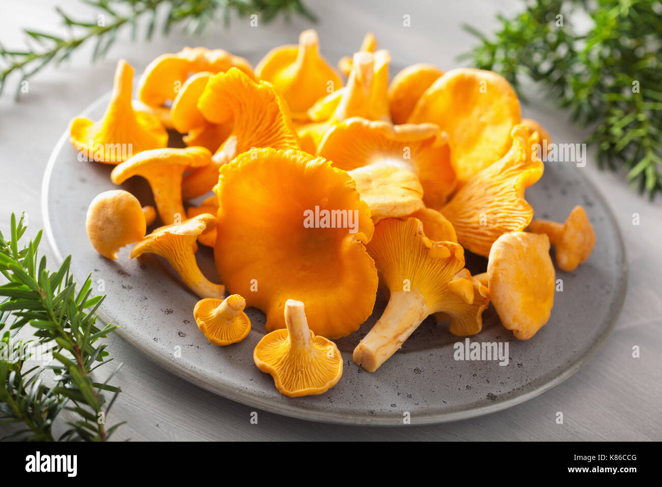 Chanterelle Mushroom Stock Photos & Chanterelle Mushroom Stock Images ...