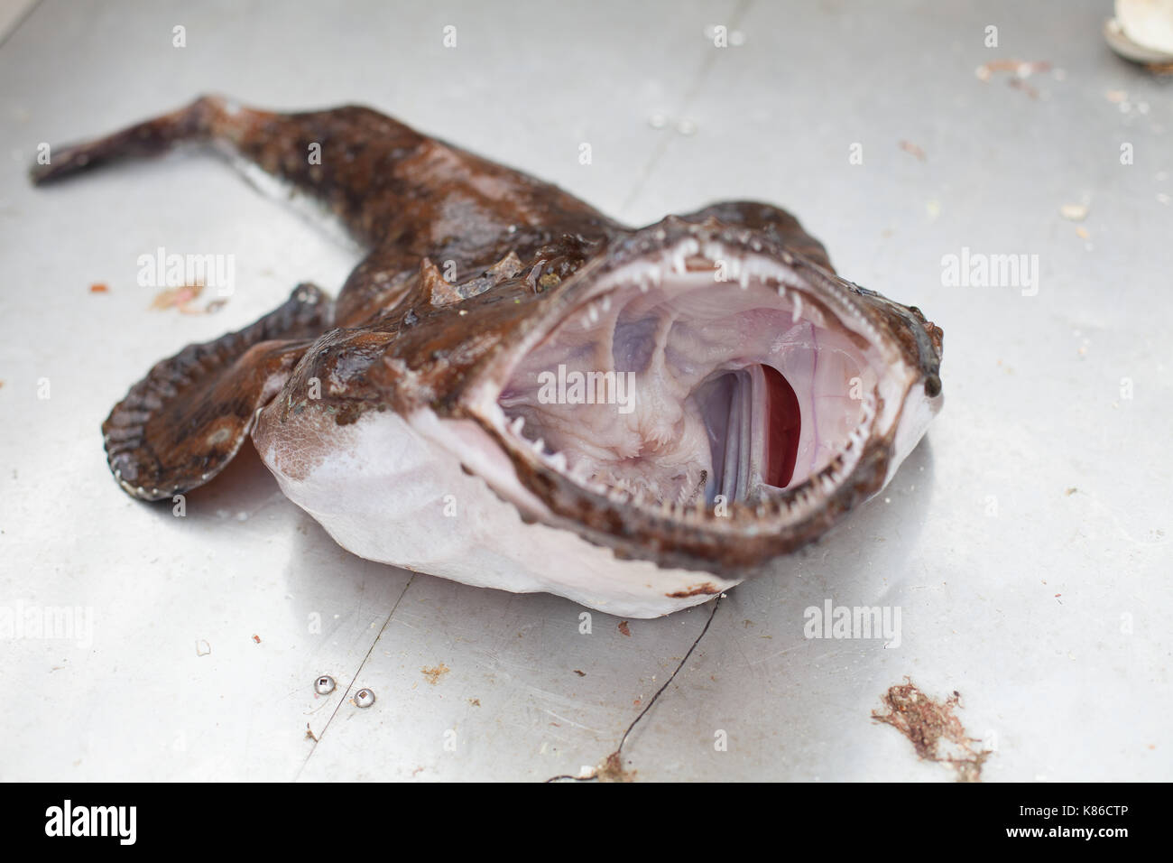Big ugly fish hi-res stock photography and images - Alamy