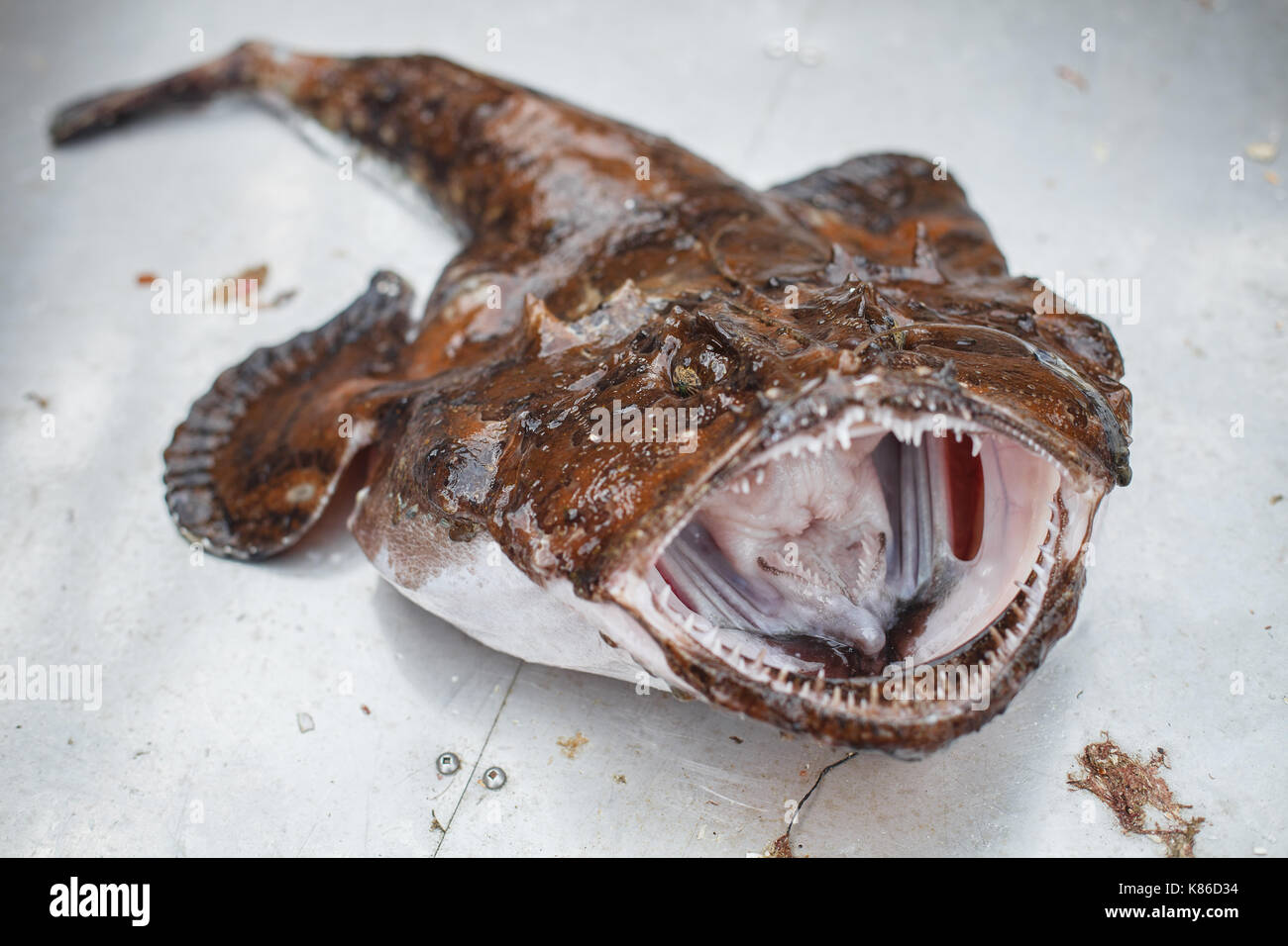 raw angler fish Stock Photo - Alamy