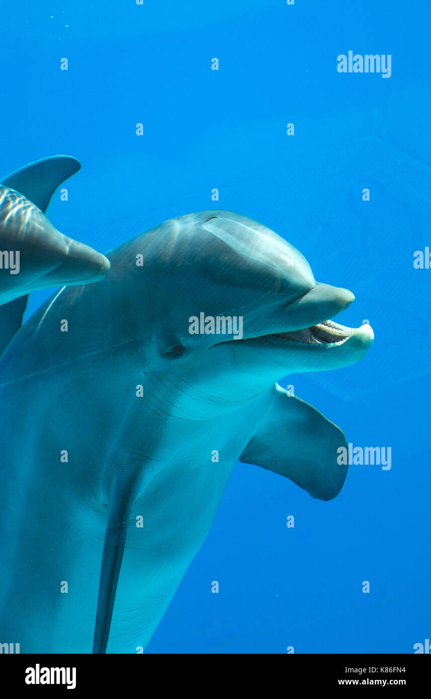 Dolphins head hi-res stock photography and images - Alamy