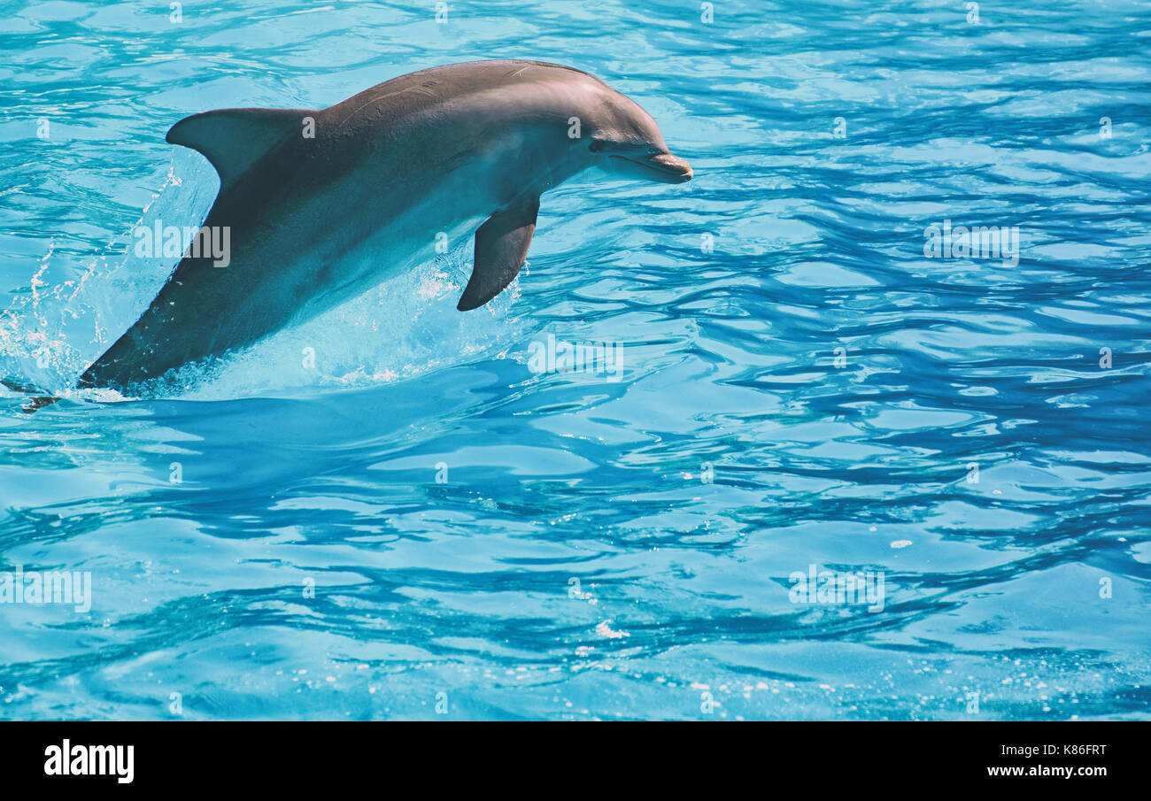 Water dolphin hi-res stock photography and images - Alamy