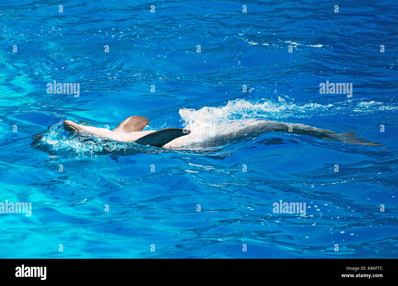 Dolphin beautifully floating on the back Stock Photo - Alamy