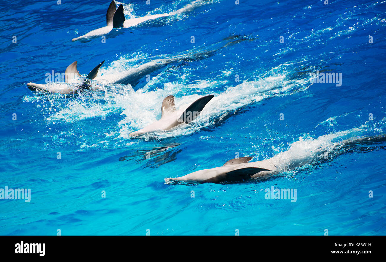 Atlantic bottlenosed dolphin hi-res stock photography and images - Alamy