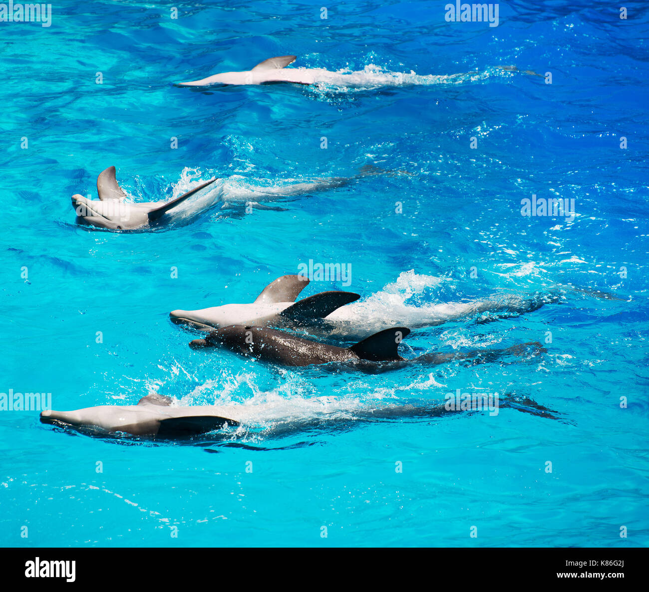Five dolphins beautifully floating on their backs Stock Photo - Alamy