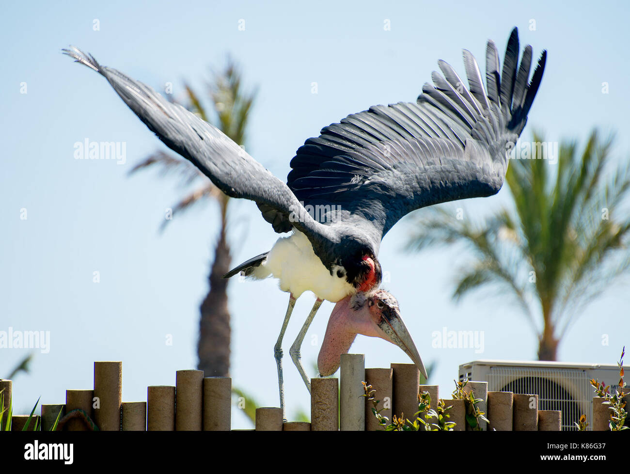 Angry stork hi-res stock photography and images - Alamy