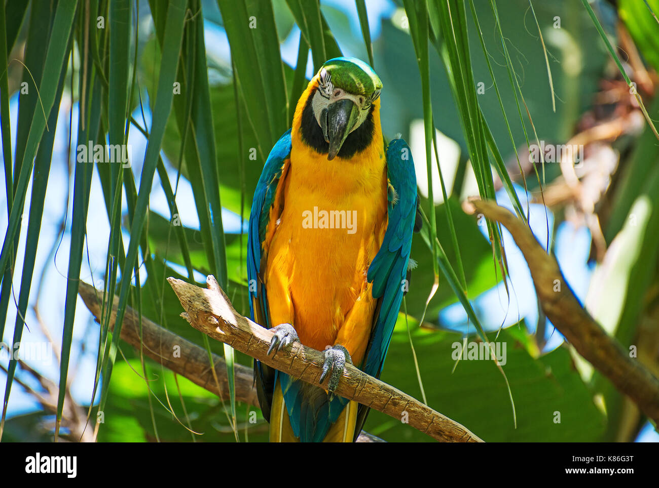 Portrait of colorful Ara parrot on the tree Stock Photo - Alamy