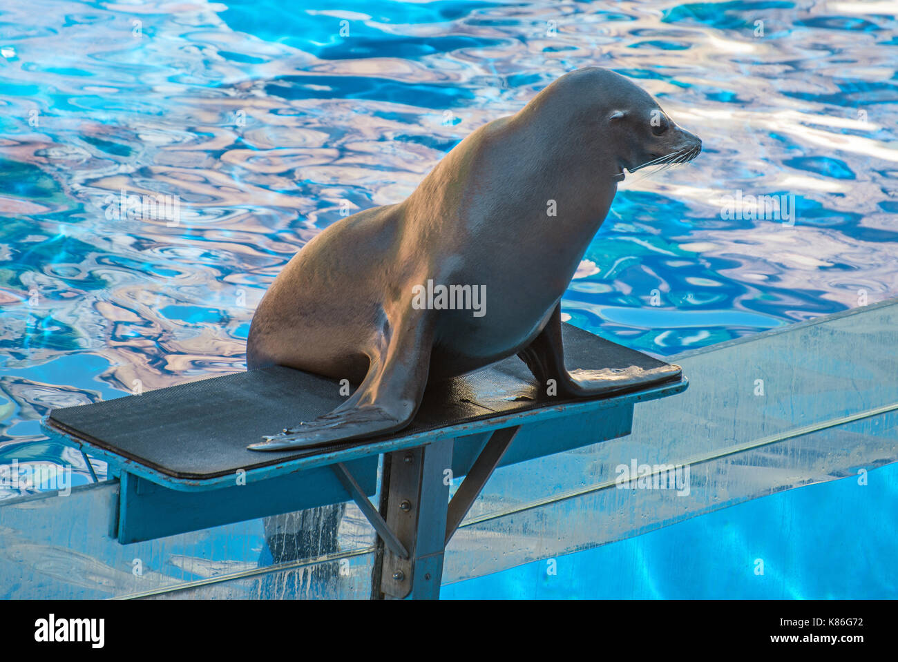 Performing seal hi-res stock photography and images - Alamy