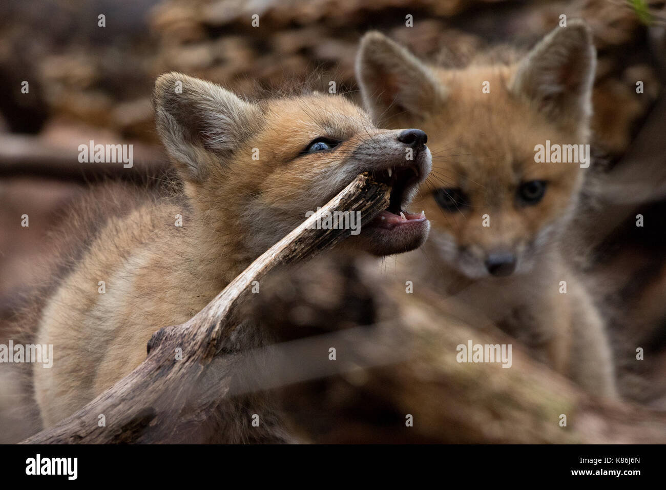 Red fox pair hi-res stock photography and images - Alamy