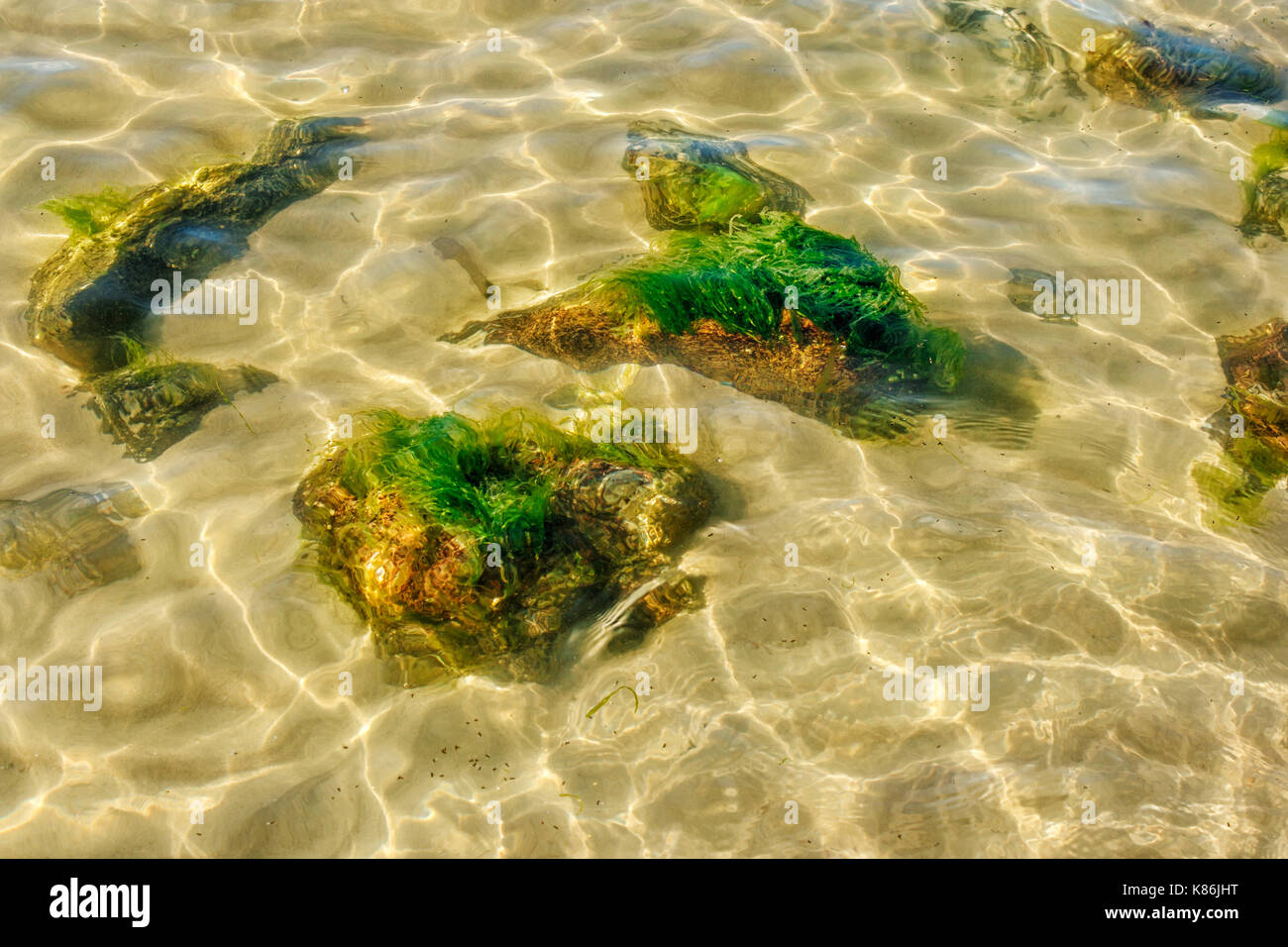 Slimy rock texture hi-res stock photography and images - Alamy