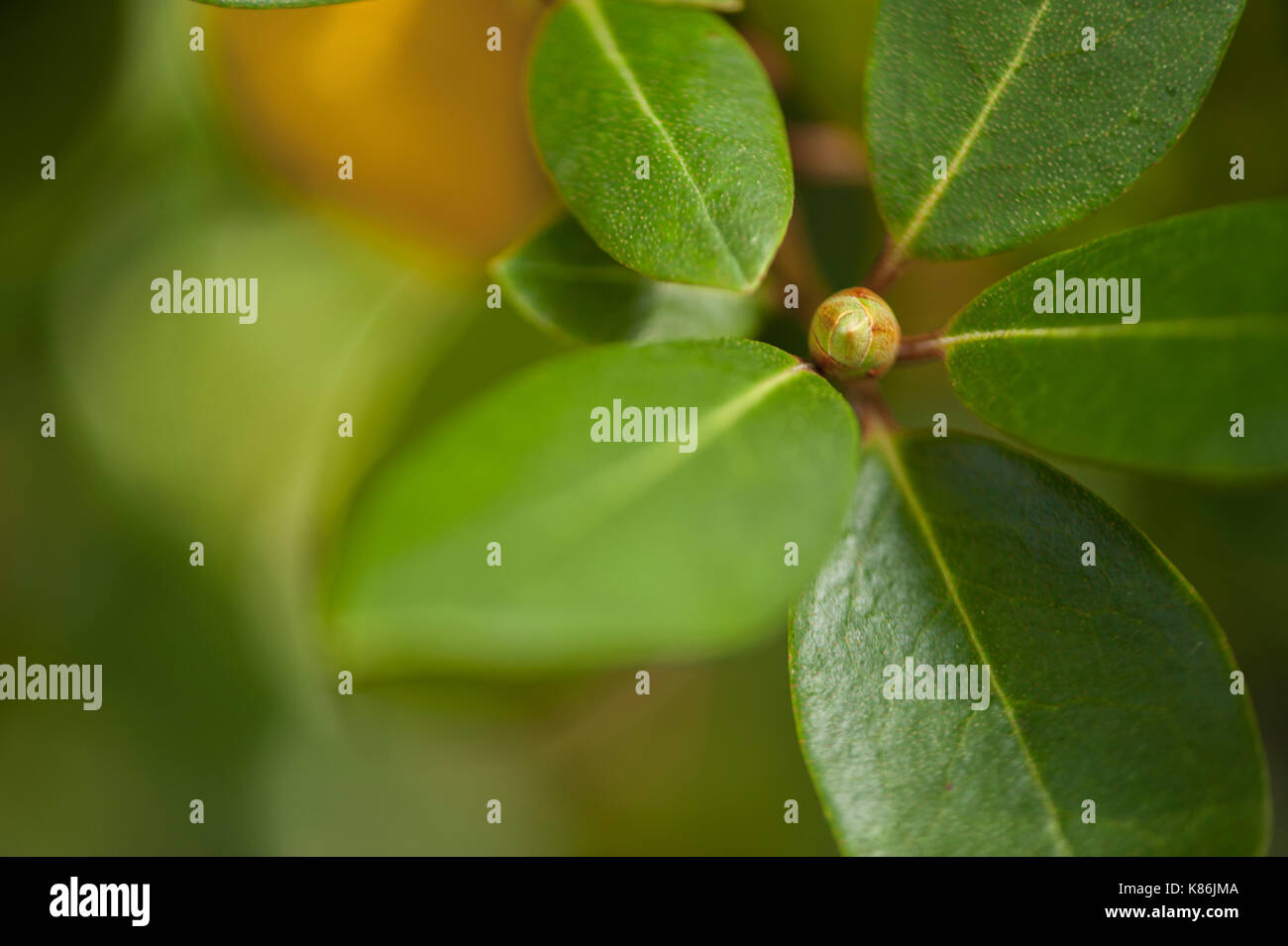 Azalea Leaves and Bud. The buds form in the summer and bloom in the ...