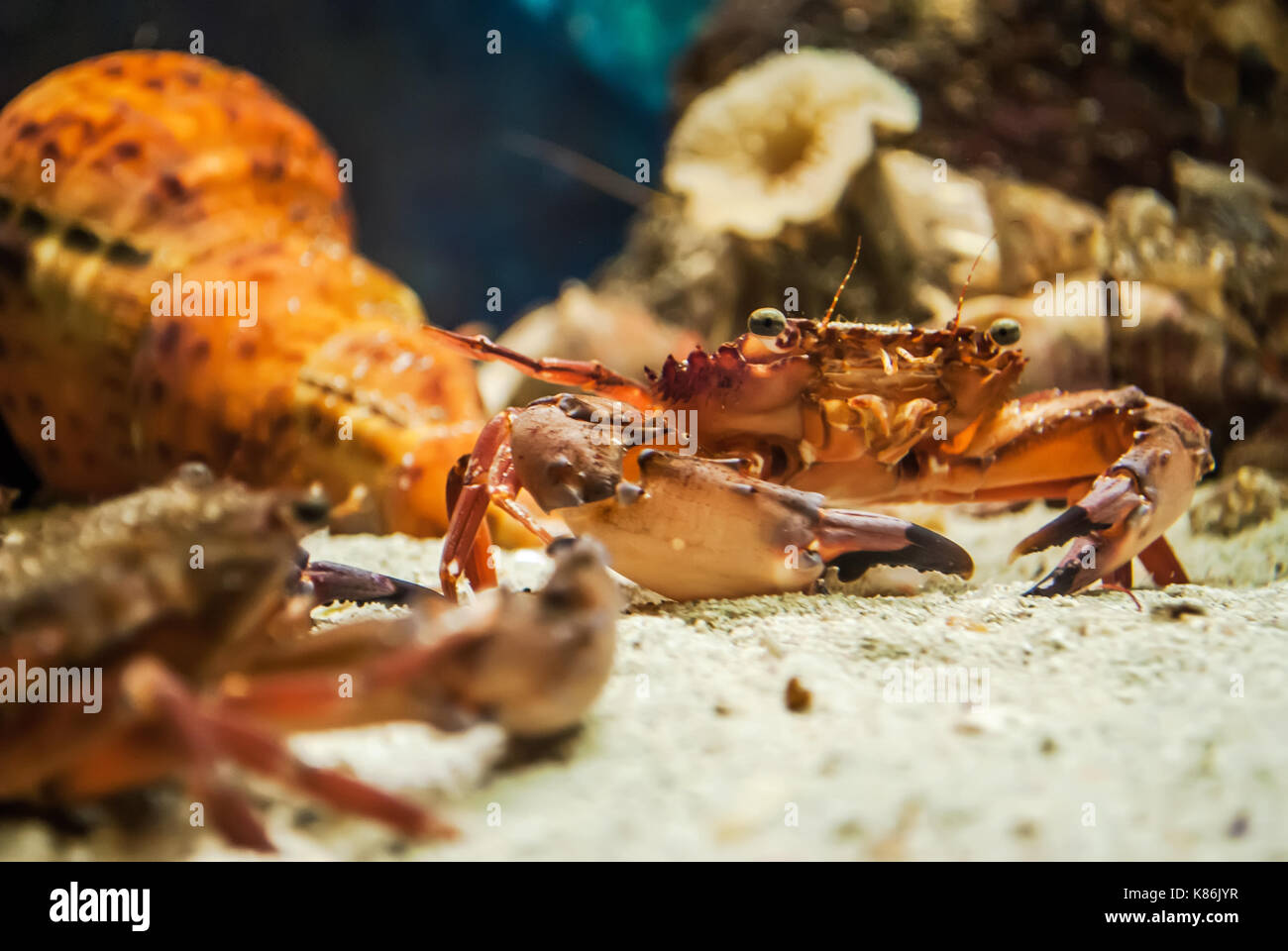 Cancer Fish High Resolution Stock Photography and Images - Alamy