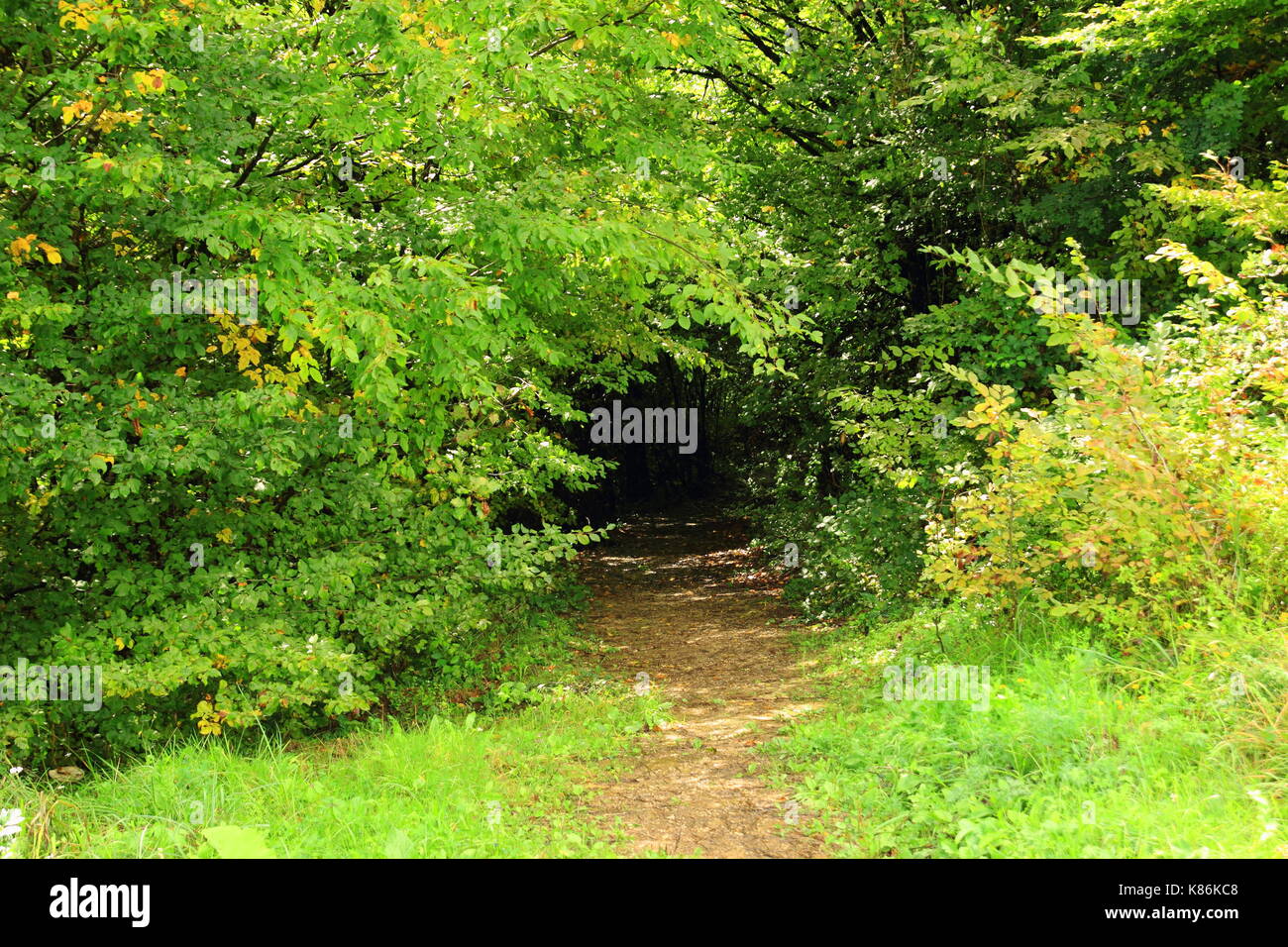 Path through the forest Stock Photo - Alamy
