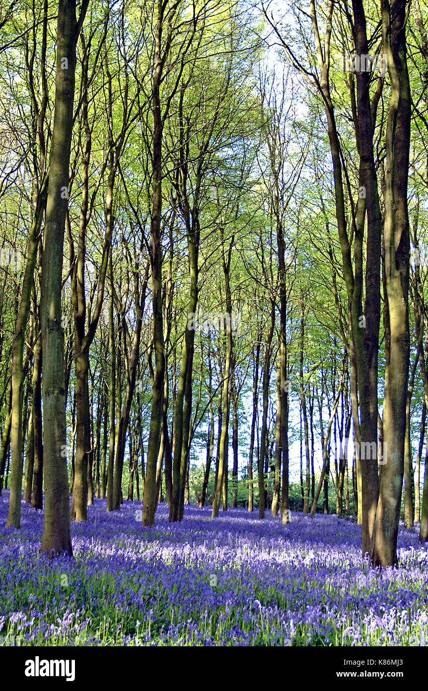 Carpet bluebells micheldever woods hi-res stock photography and images ...