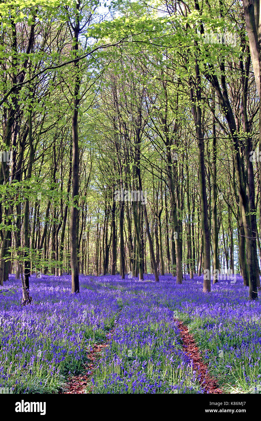 British forest flowers hi-res stock photography and images - Alamy
