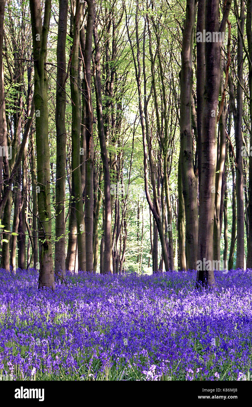 Bluebell forest hi-res stock photography and images - Alamy