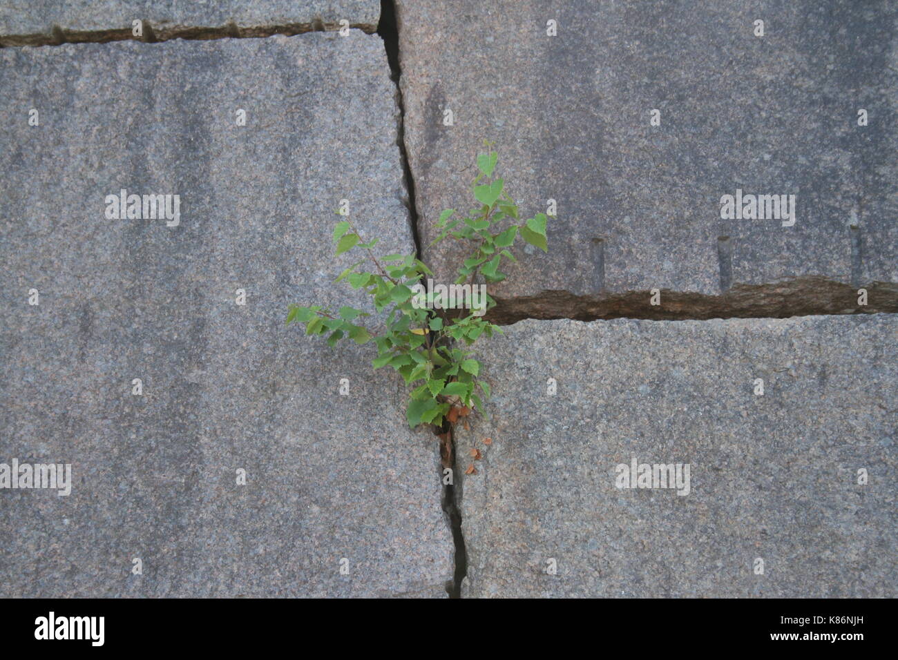 Unsorted plants hi-res stock photography and images - Alamy
