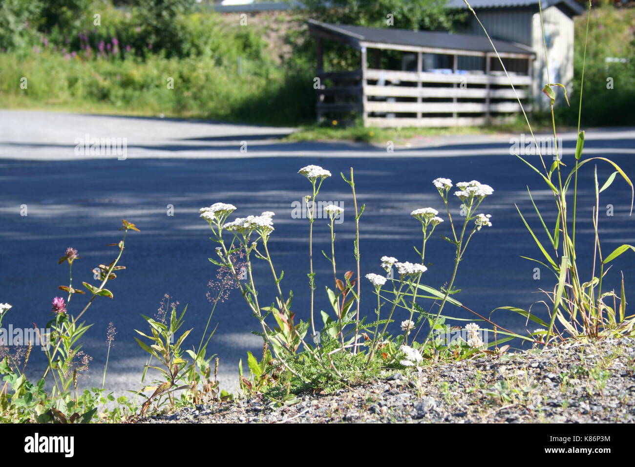 Unsorted plants hi-res stock photography and images - Alamy