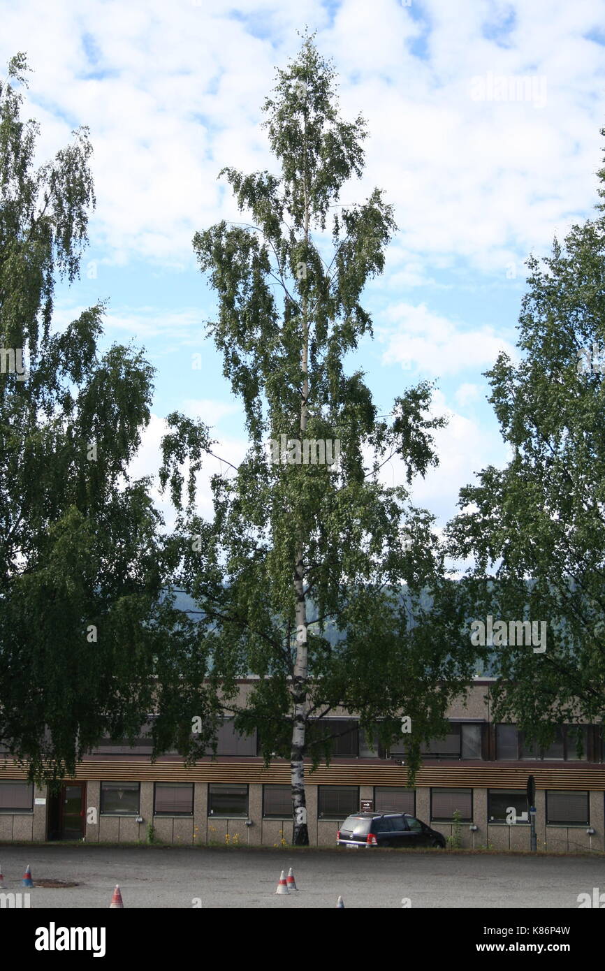 Unsorted plant images (Work in progress Stock Photo - Alamy