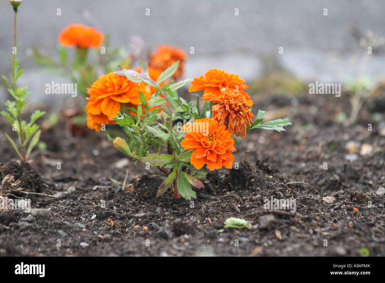 Unsorted plant images (Work in progress Stock Photo - Alamy