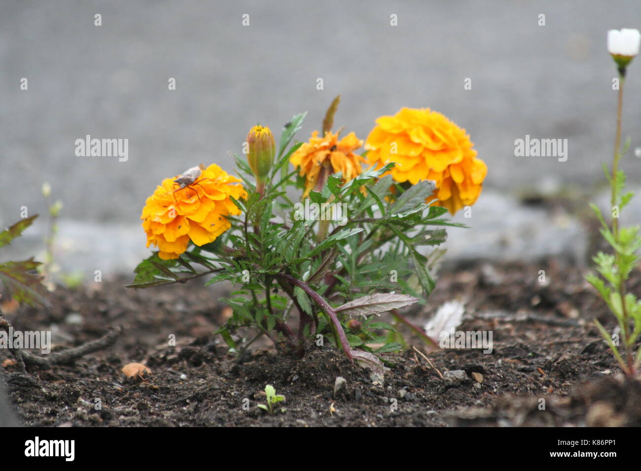 Unsorted plant images (Work in progress Stock Photo - Alamy