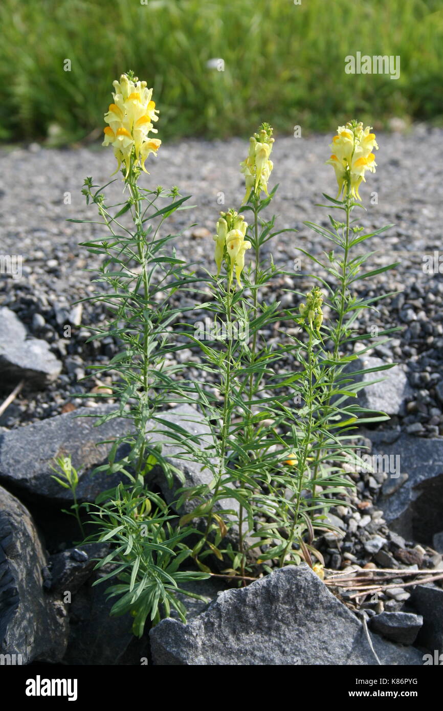 Unsorted plant images (Work in progress Stock Photo - Alamy