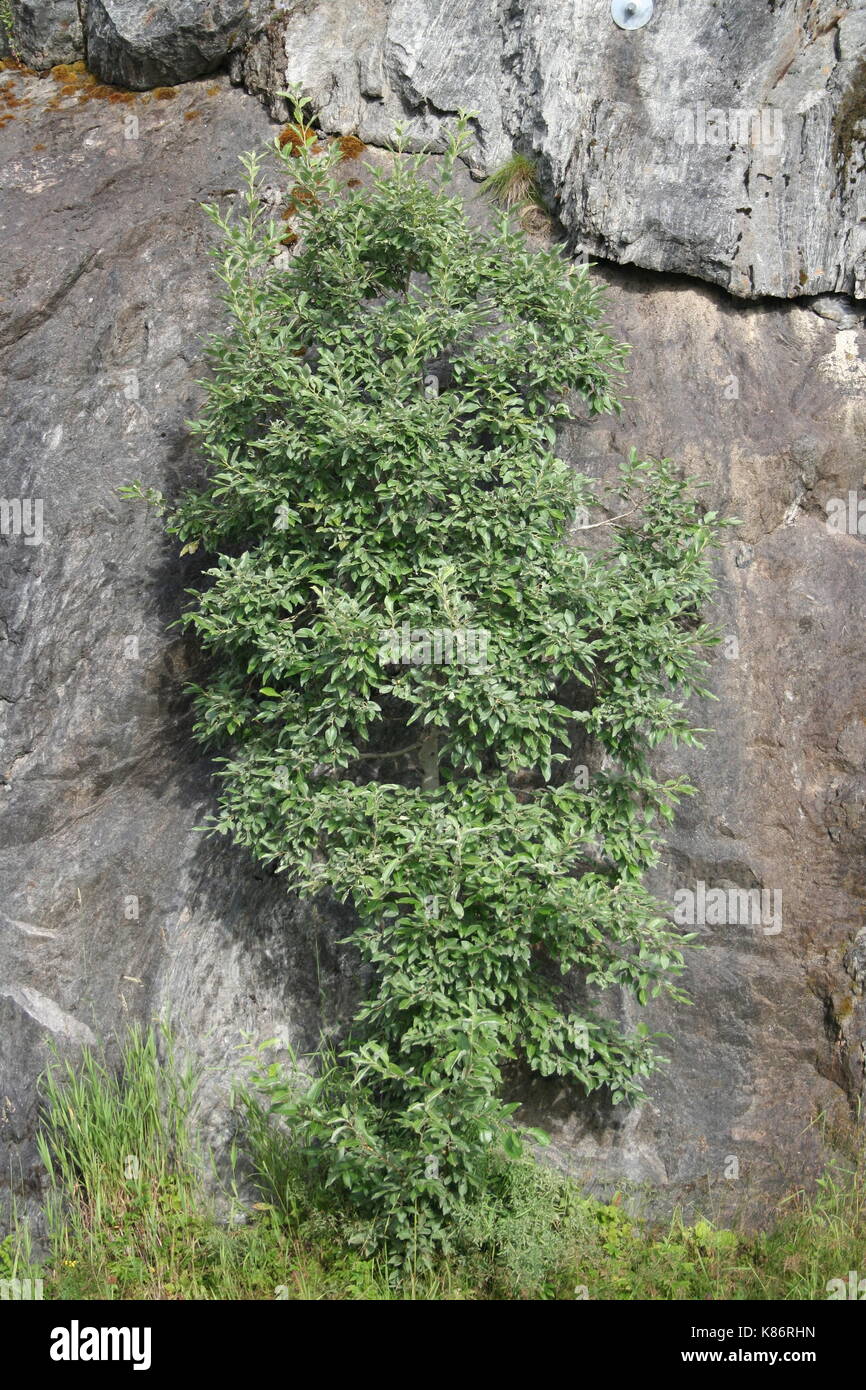 Unsorted plant images (Work in progress Stock Photo - Alamy