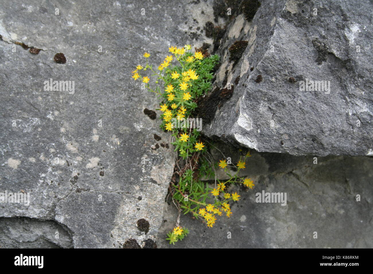 Unsorted plants hi-res stock photography and images - Alamy