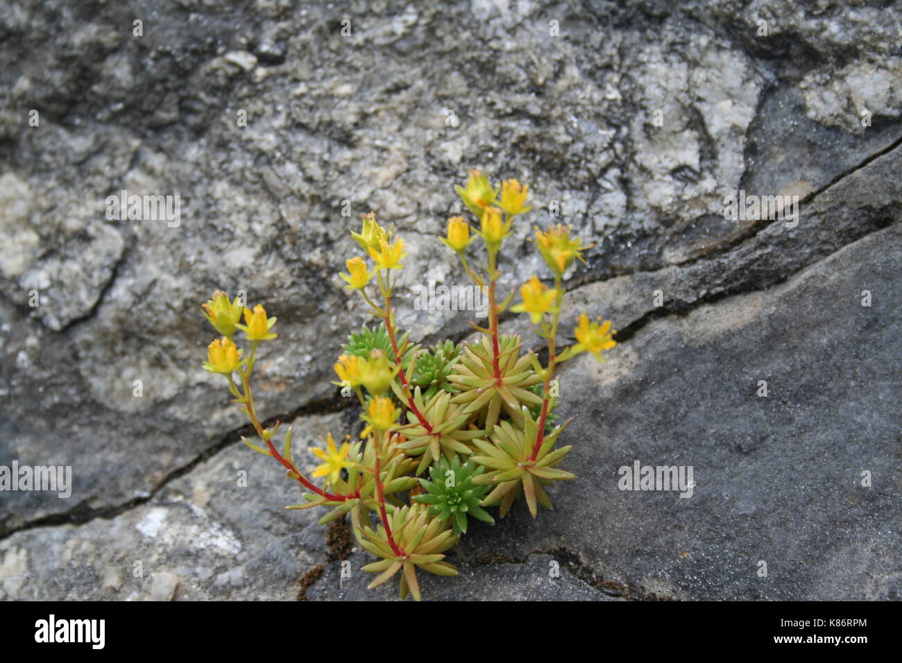 Unsorted plants hi-res stock photography and images - Alamy