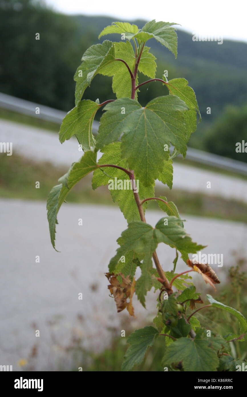 Unsorted plants hi-res stock photography and images - Alamy