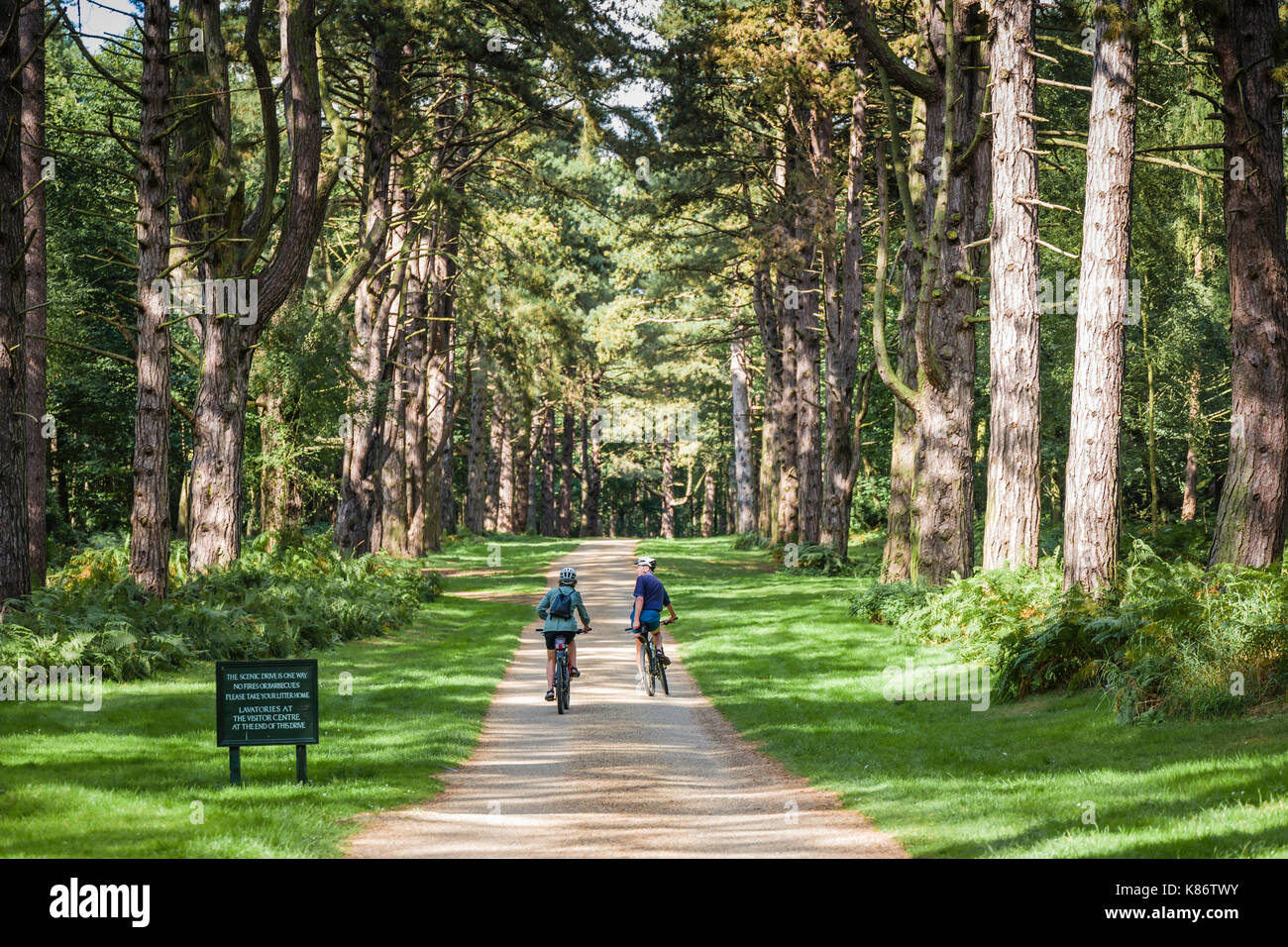 Cycling in Sandringham royal estate, Norfolk Stock Photo - Alamy