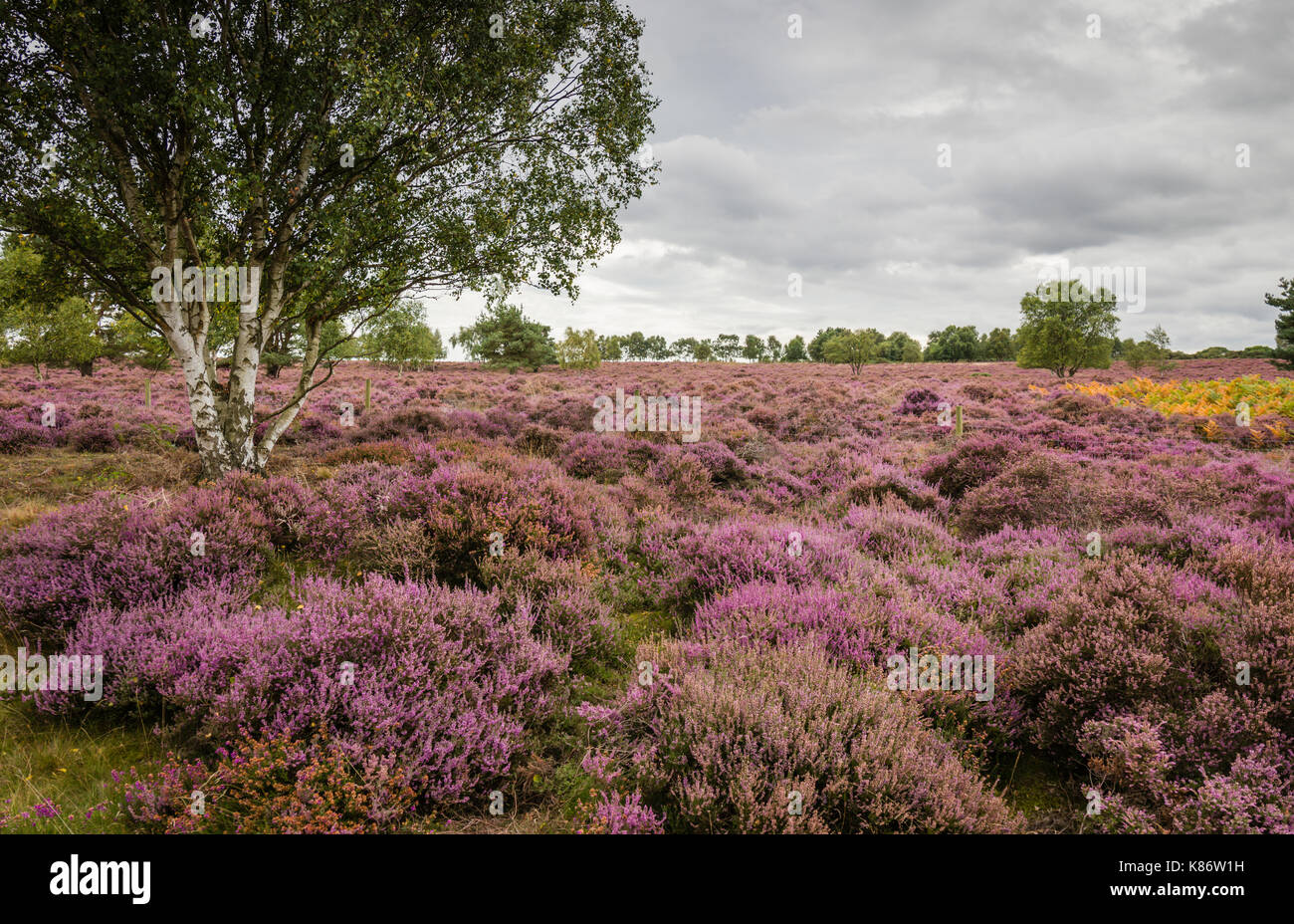 Minsmere nature reserve hi-res stock photography and images - Alamy