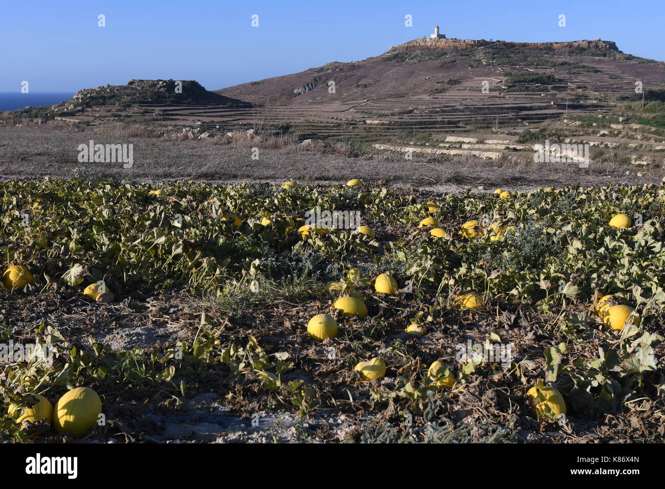 Melon field in malta hi-res stock photography and images - Alamy