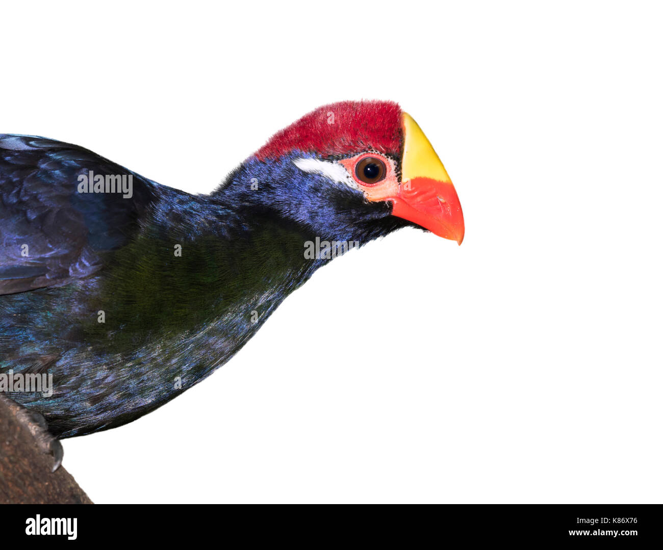 Violet turaco (Musophaga violacea) portrait, isolated on white ...