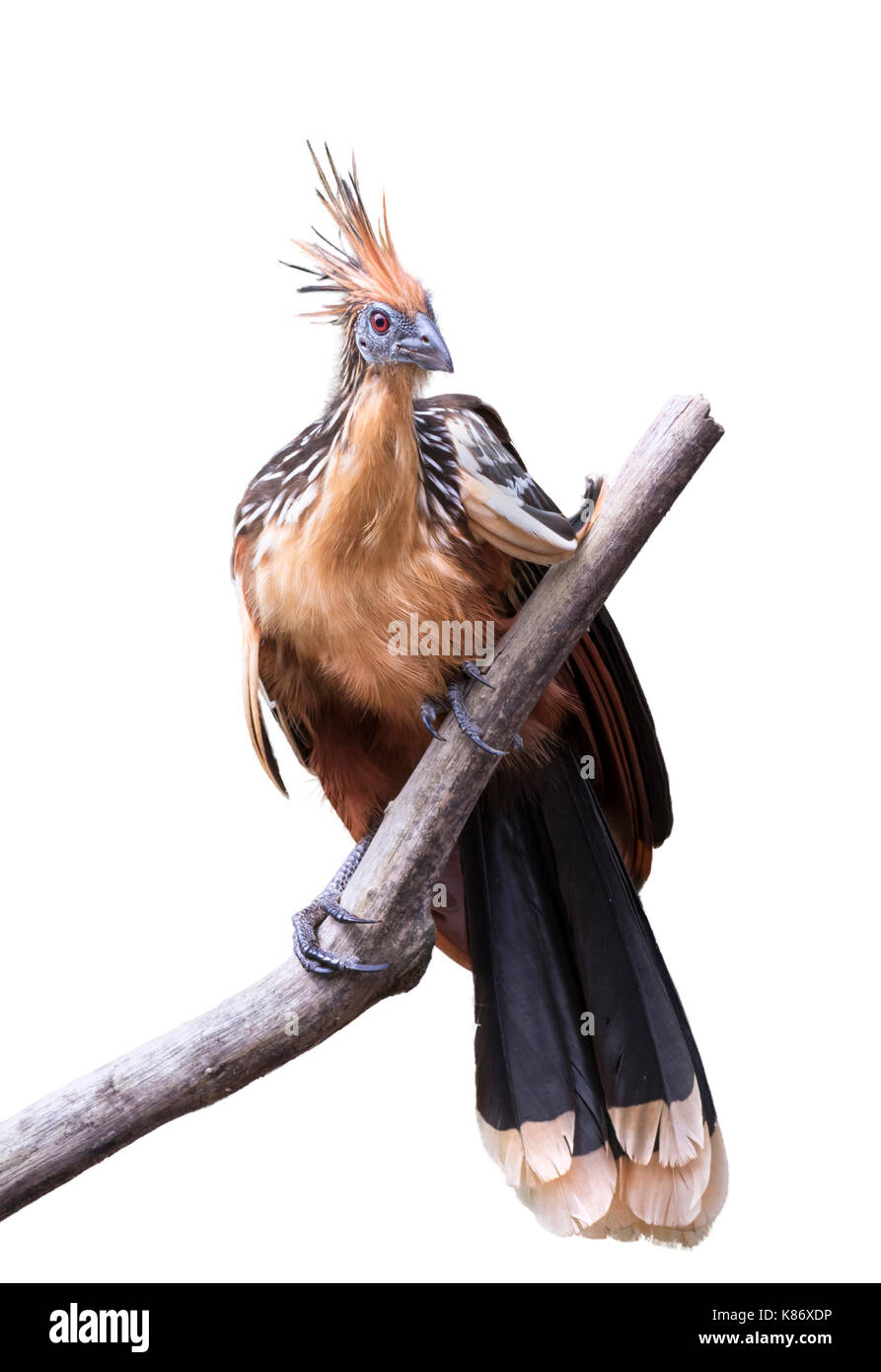 Hoatzin (Opisthocomus hoazin), isolated on white background Stock Photo ...