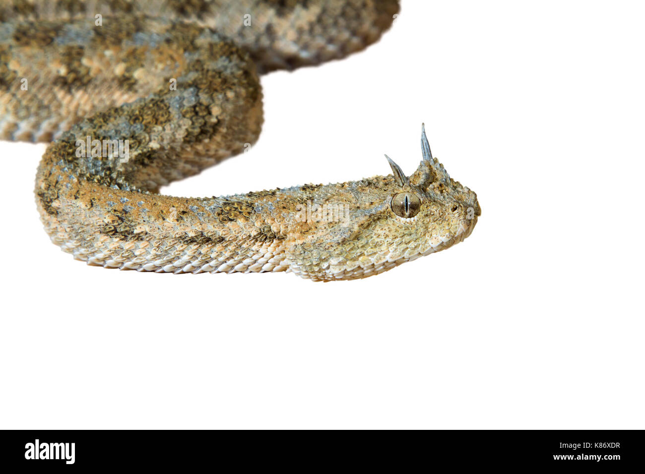 Saharan horned viper (Cerastes cerastes), isolated on white background ...