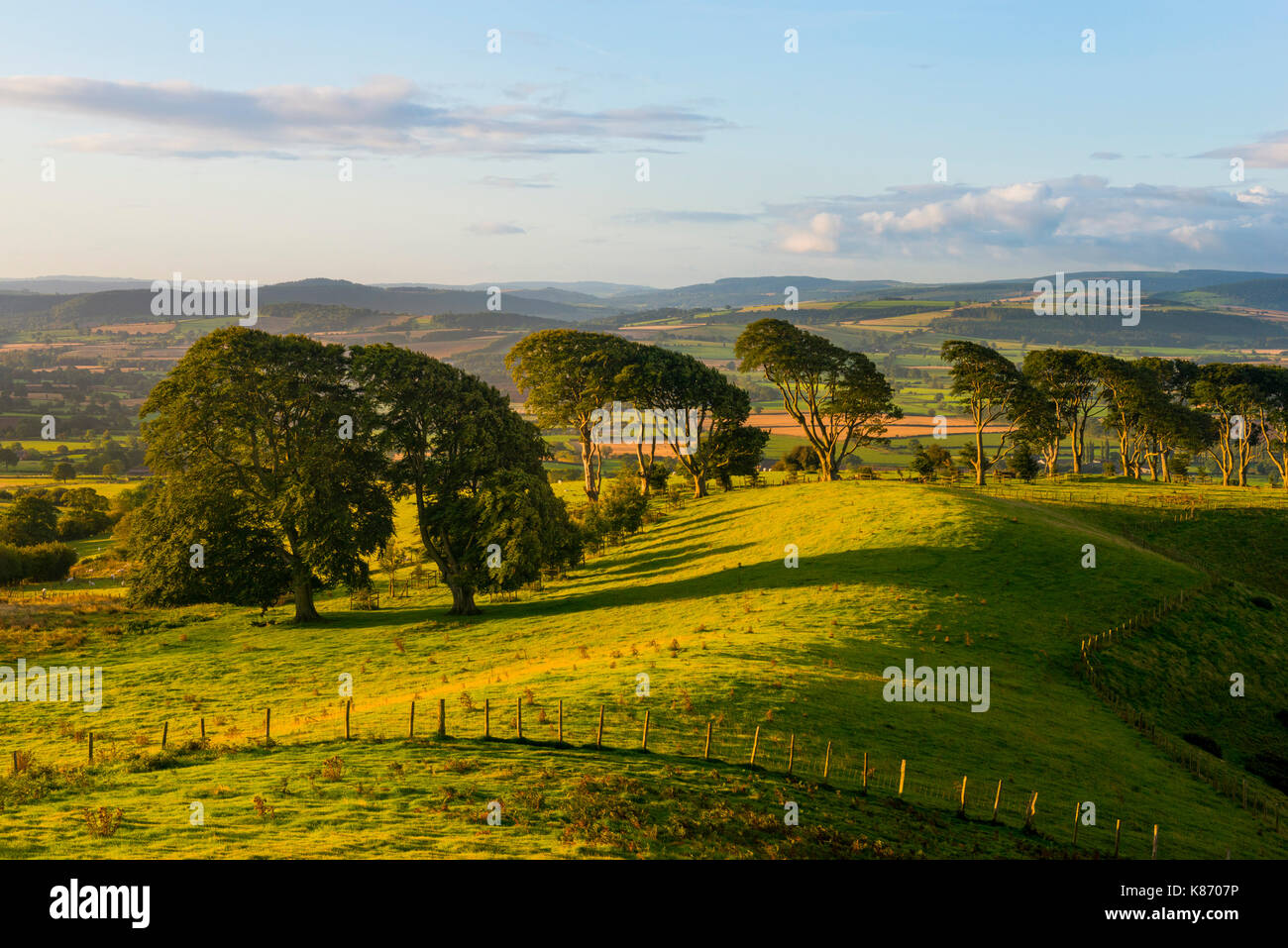 Early morning light on the ancient beech tree avenue on Linley Hill ...