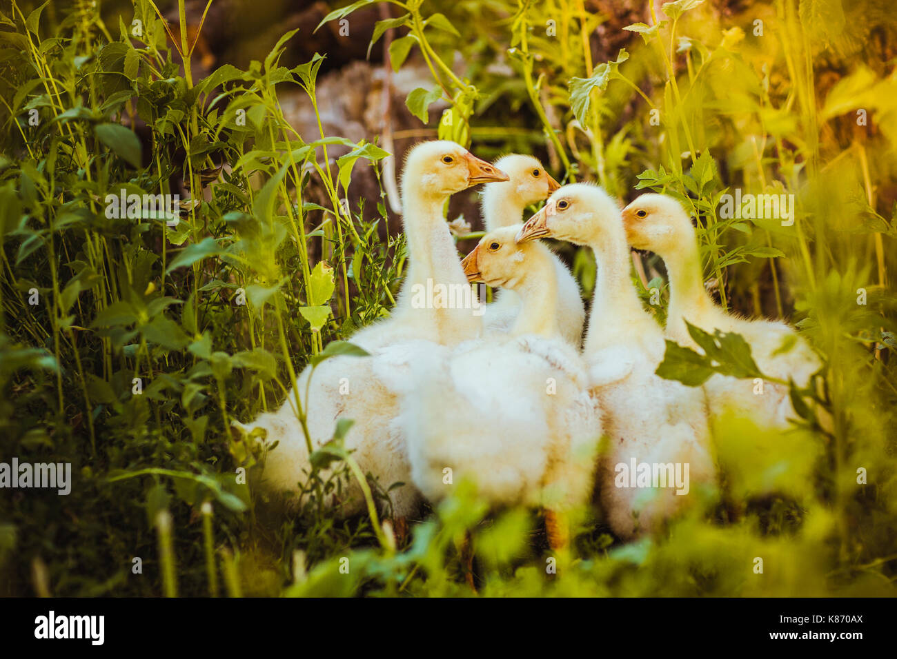 Five young goose together sit in the grass Stock Photo - Alamy