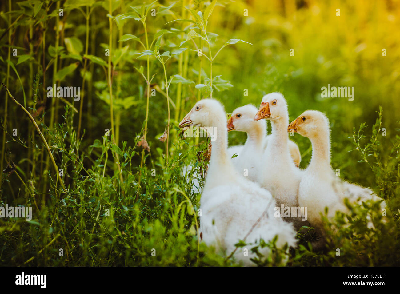 Five young goose together sit in the grass Stock Photo - Alamy