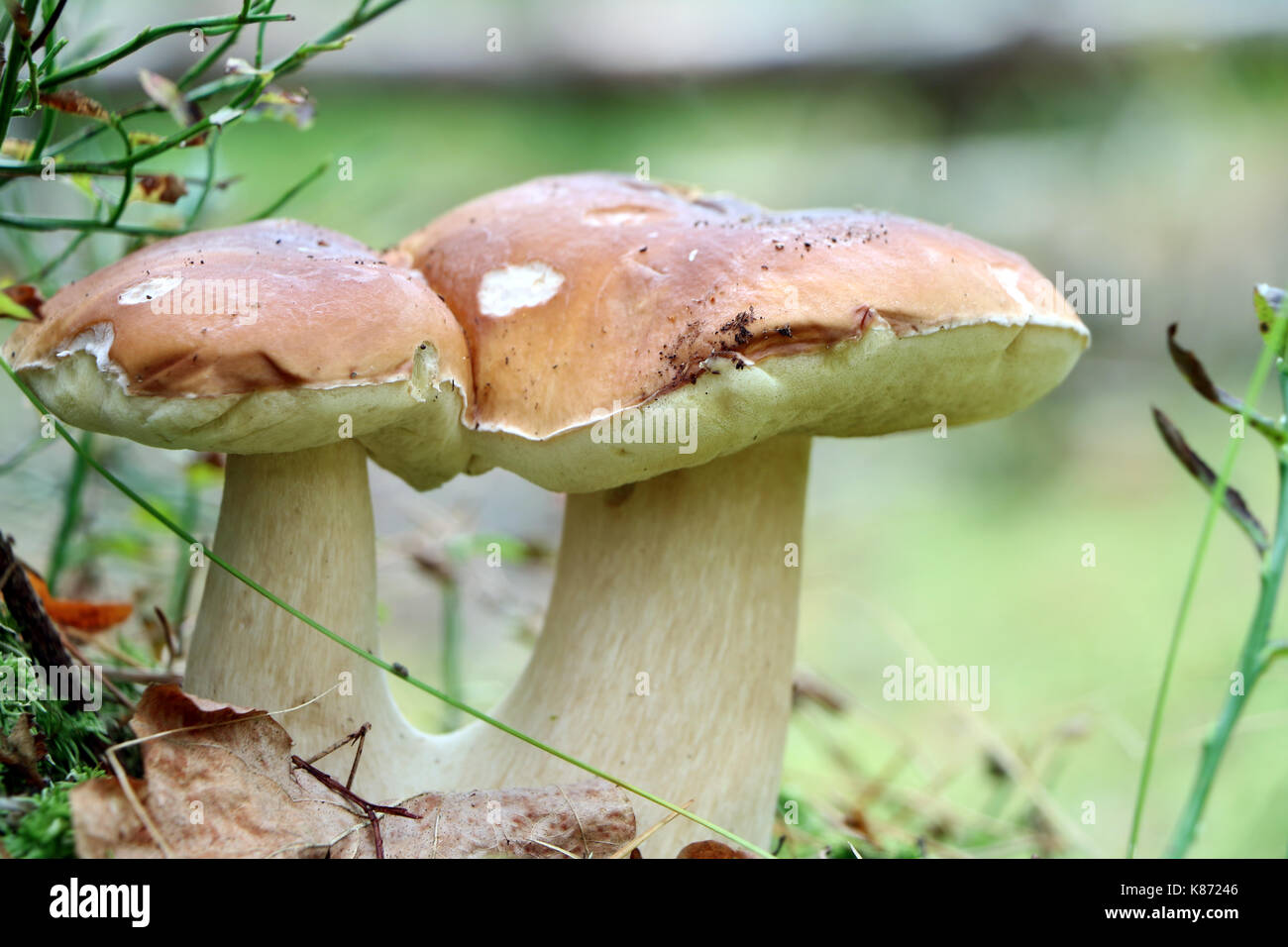 Double edible ceps close-up growing in wood. White fresh mushrooms grow ...