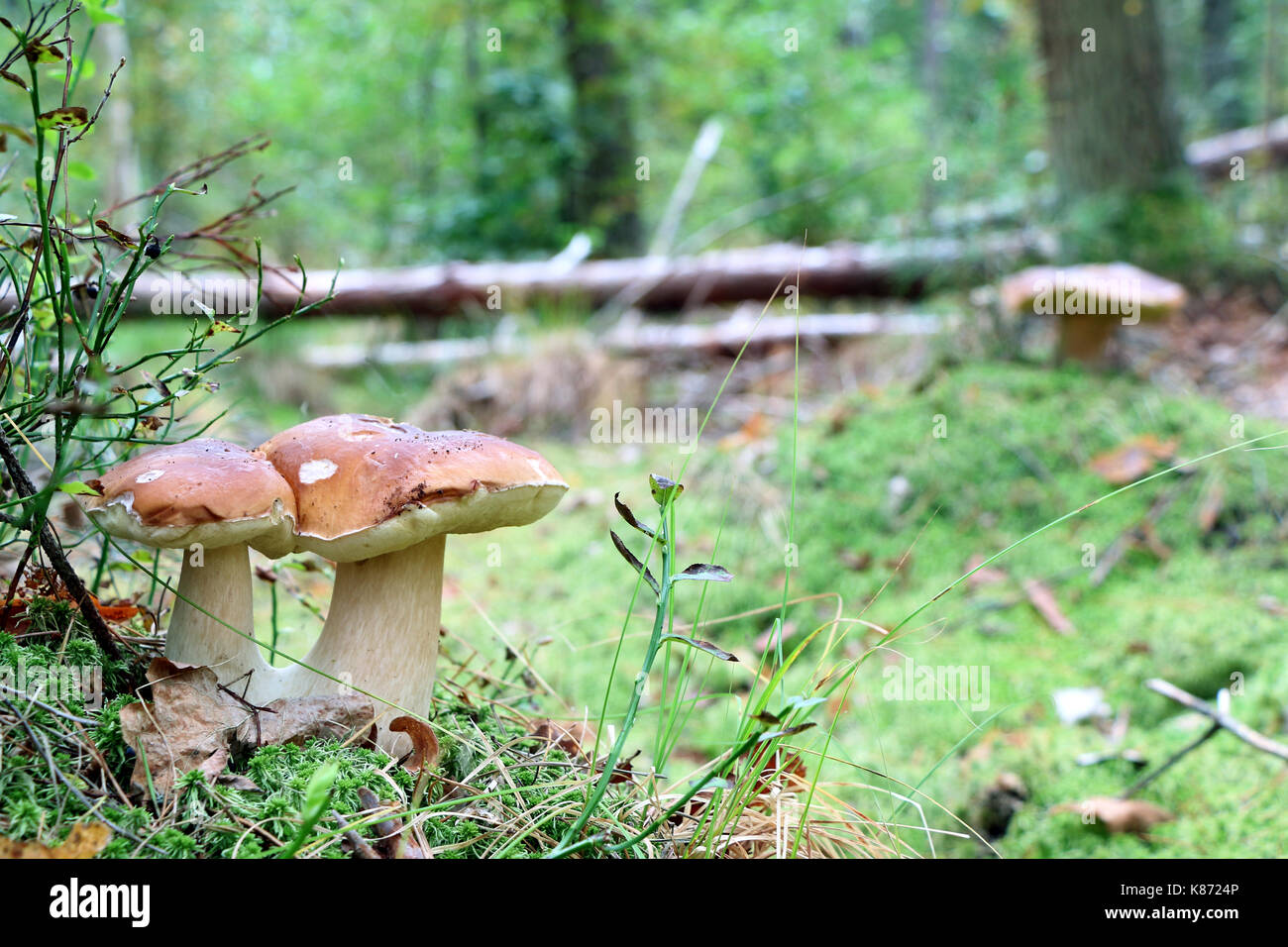 Double edible ceps growing in wood. White fresh mushrooms grow in ...