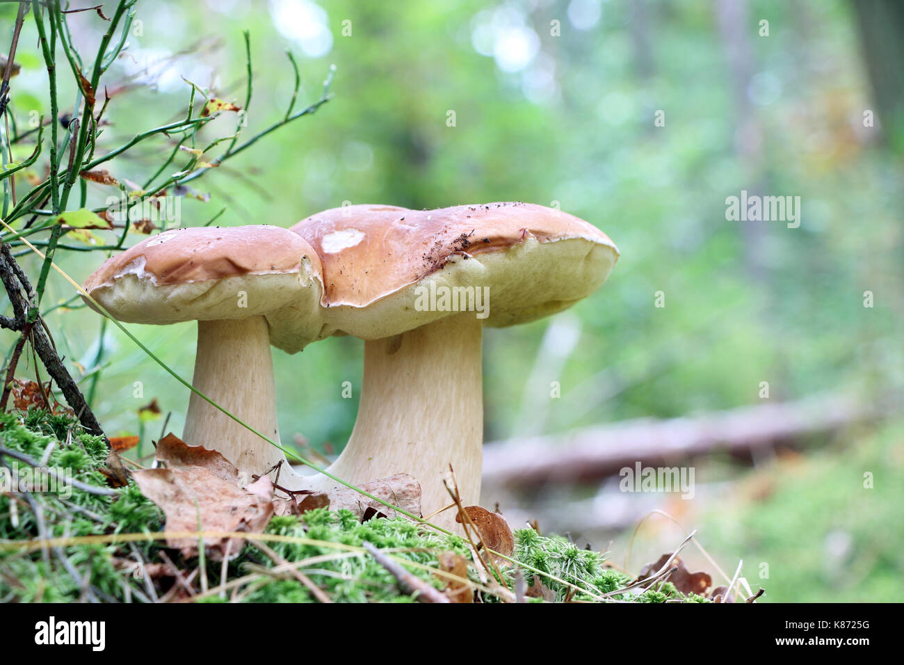 Double edible ceps grow in wood. White fresh mushrooms growing in ...