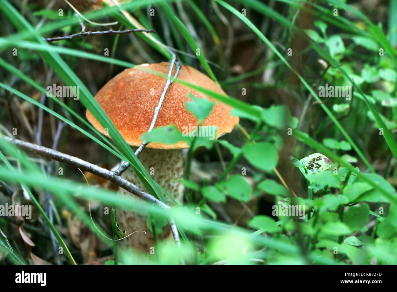 Orange cap boletus close-up growing in grass wood. Leccinum mushroom ...