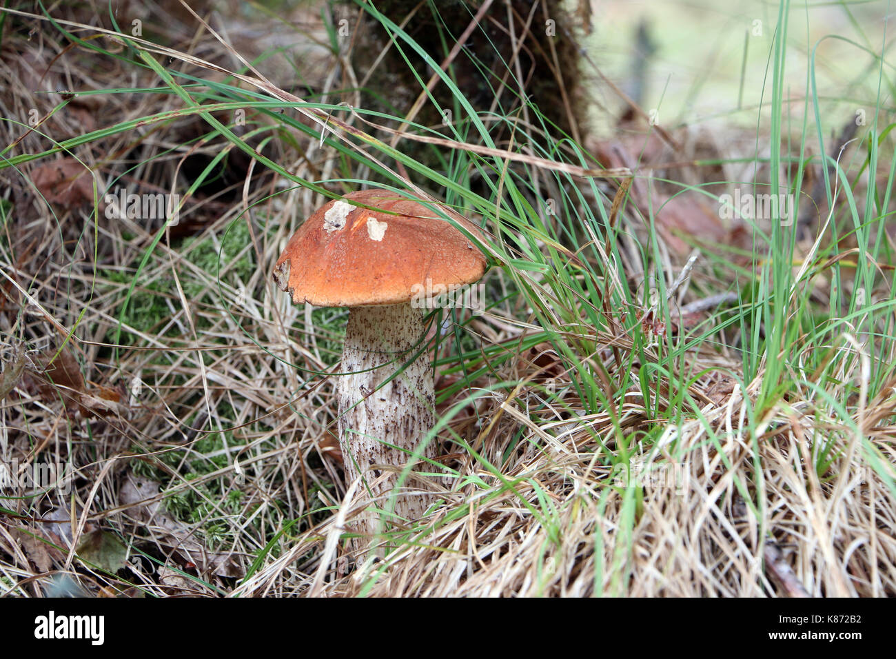 Orange cap boletus growing in wood. Leccinum mushroom grow in needles ...